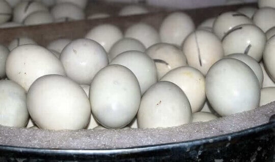 Balut