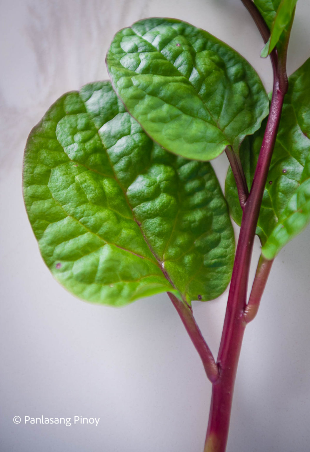 Alugbati (Malabar Spinach) - Panlasang Pinoy